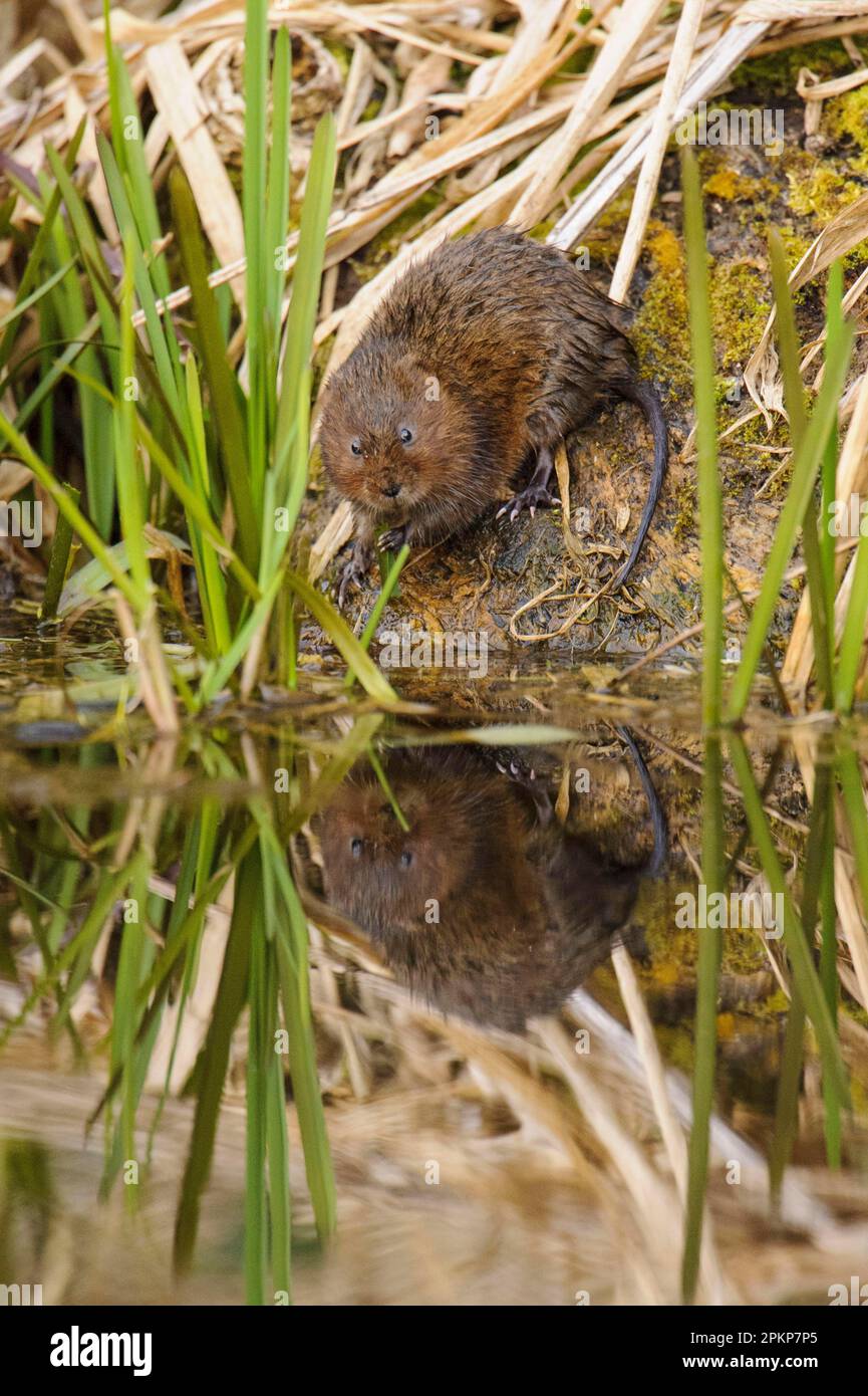 Eastern vole, Eastern vole, european water vole (Arvicola amphibius ...