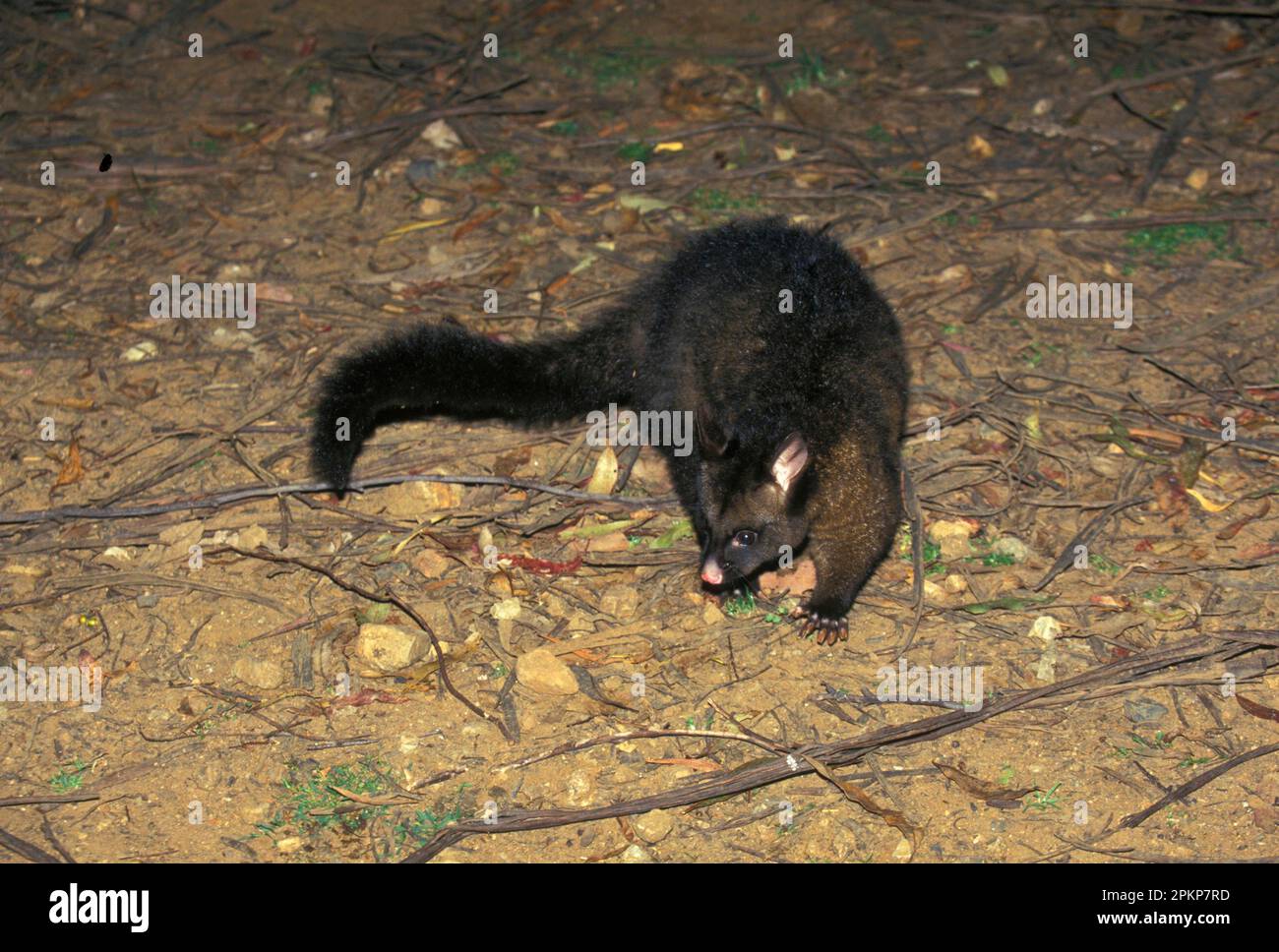 Common common brushtail possum (Trichosurus vulpecula) Immature ...