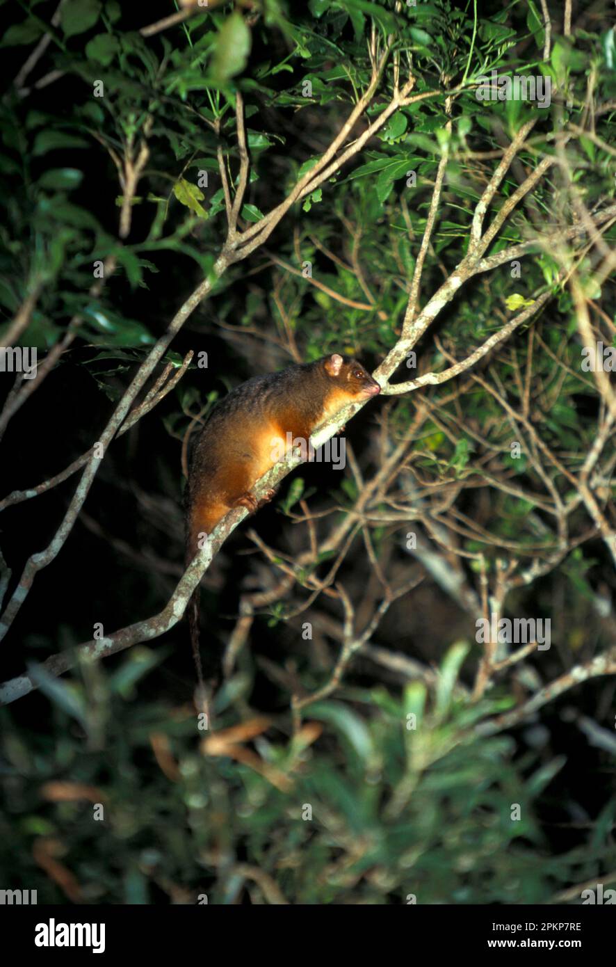 Common ringtail possum (Pseudocheirus peregrinus), Common ringtail ...