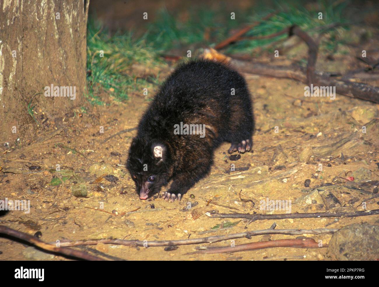 Common common brushtail possum (Trichosurus vulpecula) Immature ...