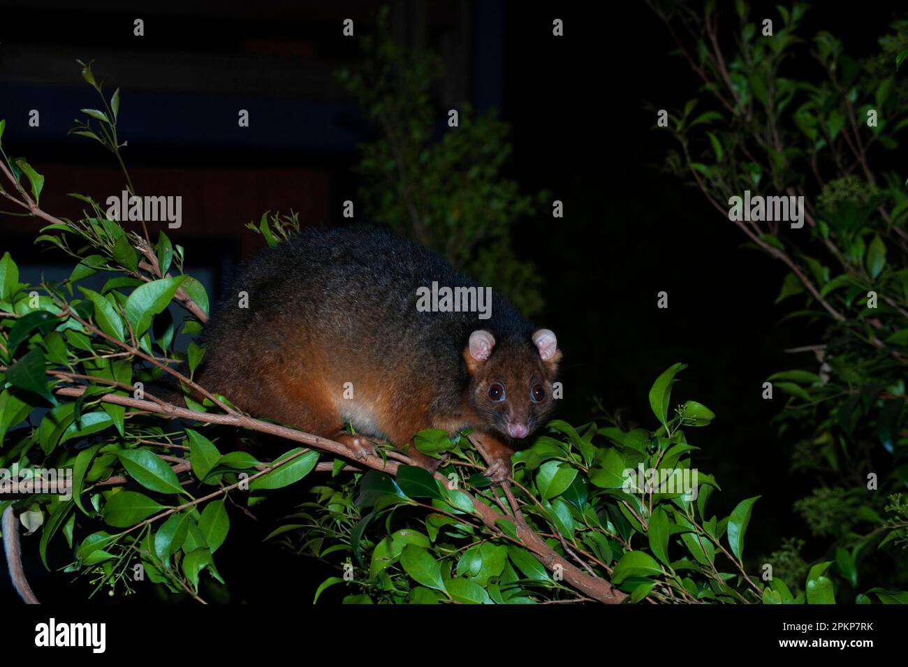 Common ringtail possum (Pseudocheirus peregrinus), Ringtail possum ...