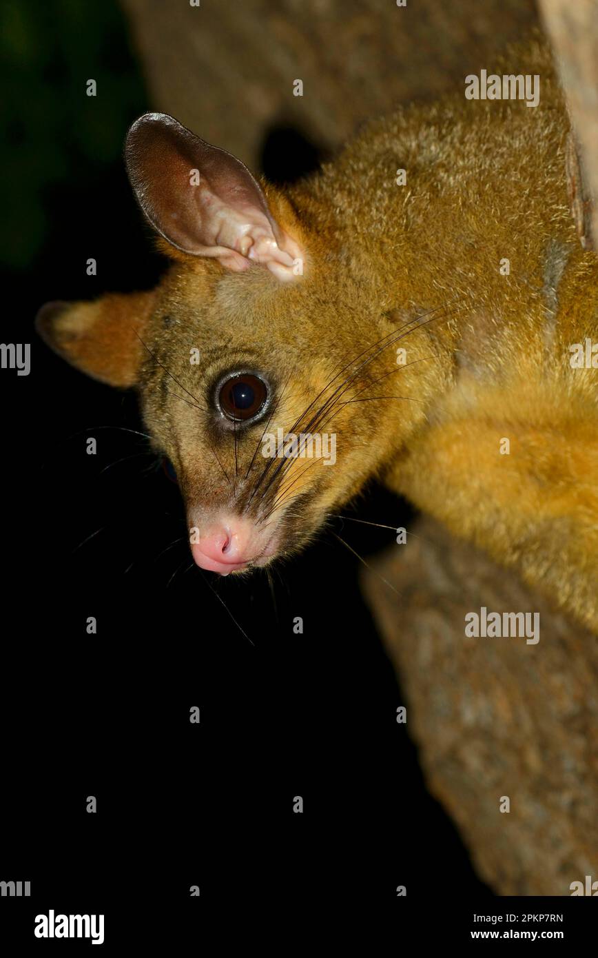 Common Brushtail Possum (Trichosurus vulpecula) adult, close-up of head ...