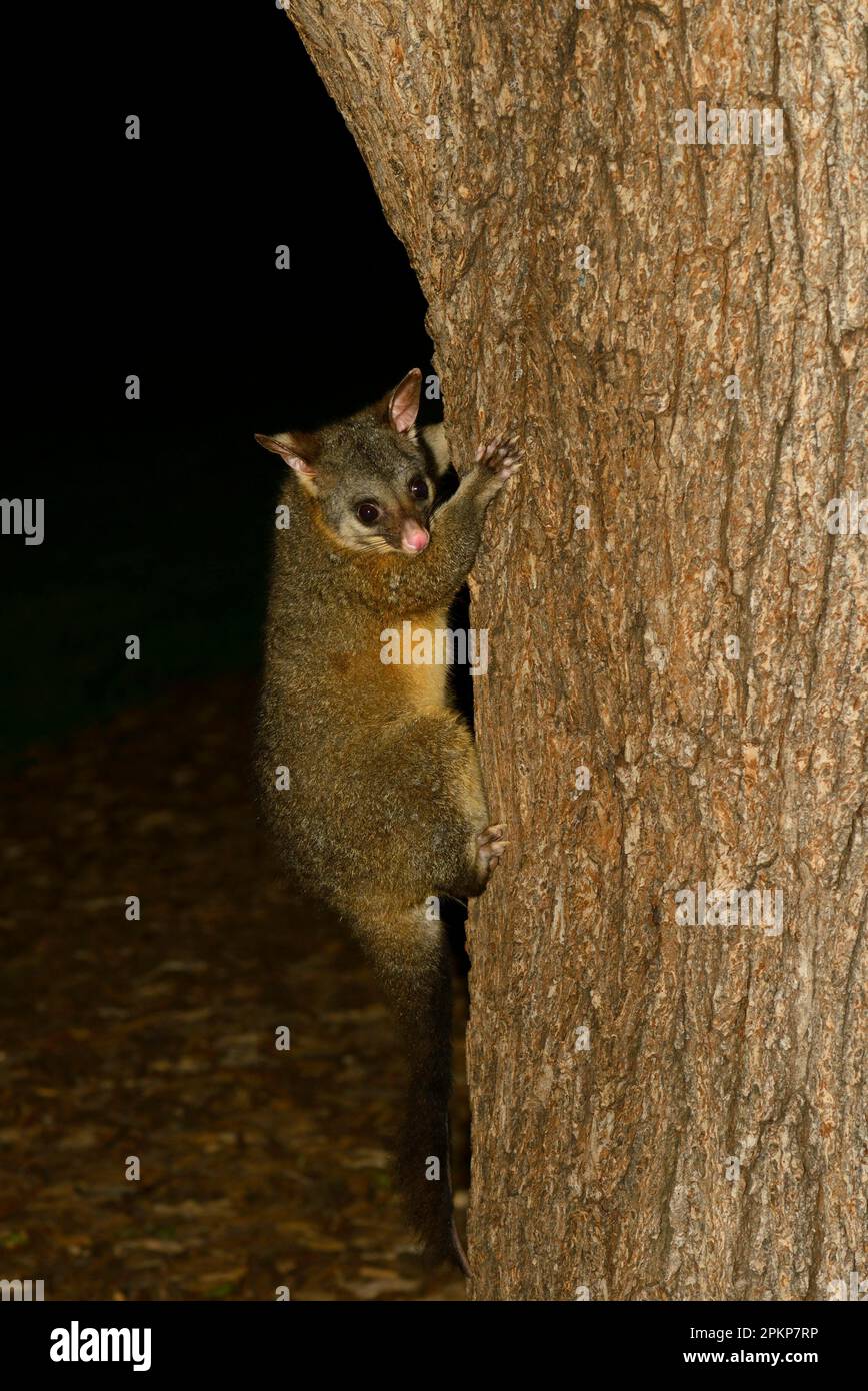 Common Brushtail Possum (Trichosurus vulpecula) adult, climbing up tree ...