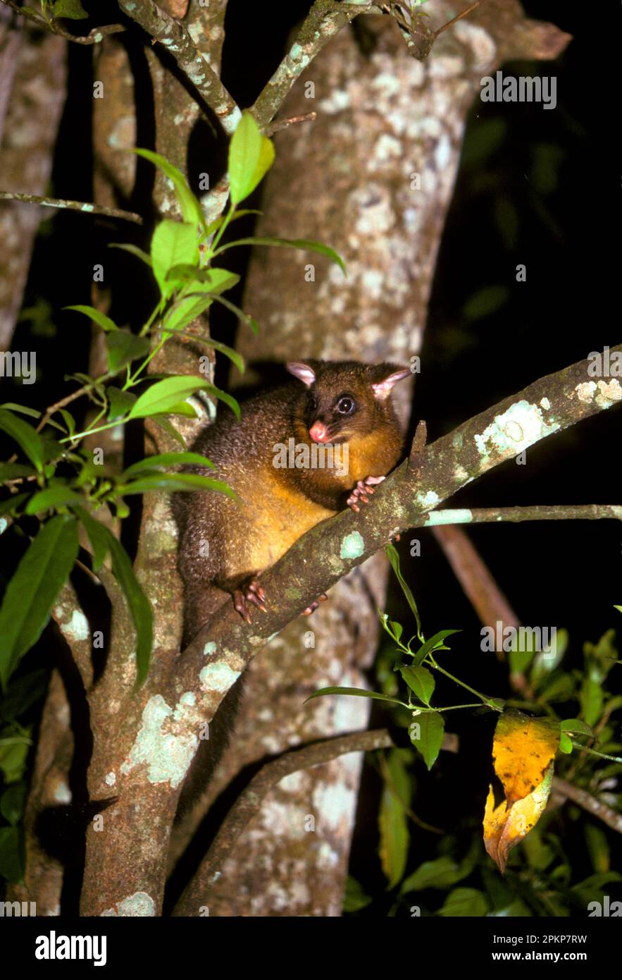 Common Brushtail Possum (Trichosurus vulpecula) Sitting in fork of tree ...