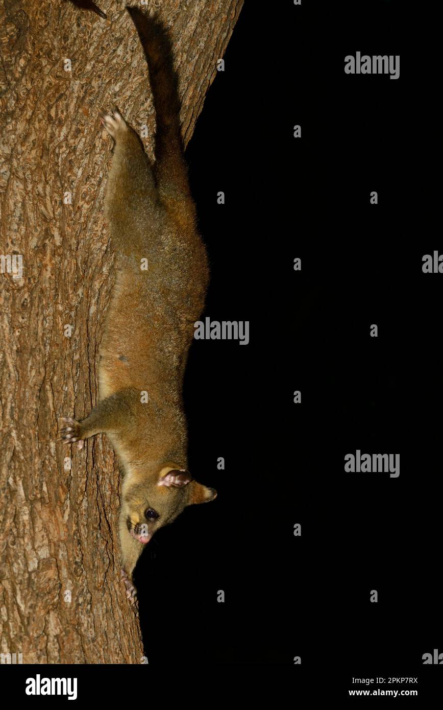 Common Brushtail Possum (Trichosurus vulpecula) adult, descending tree ...