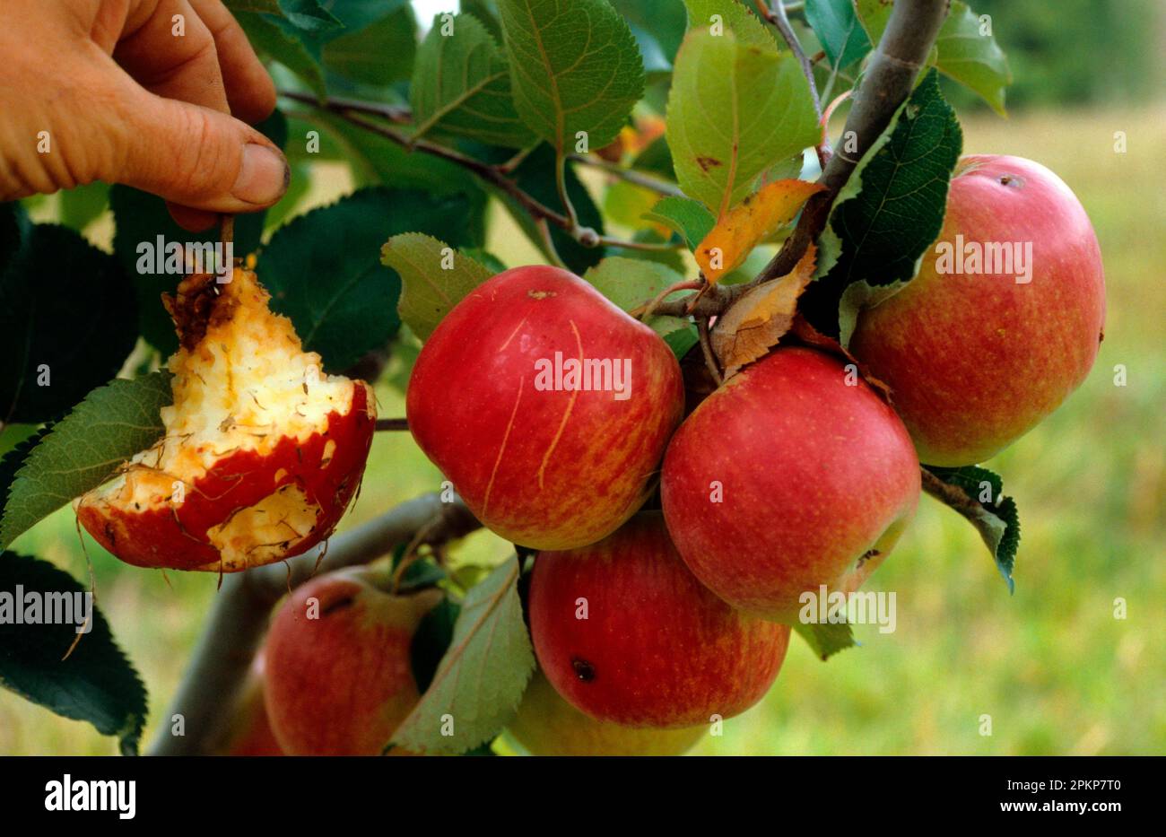 Common common brushtail possum (Trichosurus vulpecula) as an introduced ...