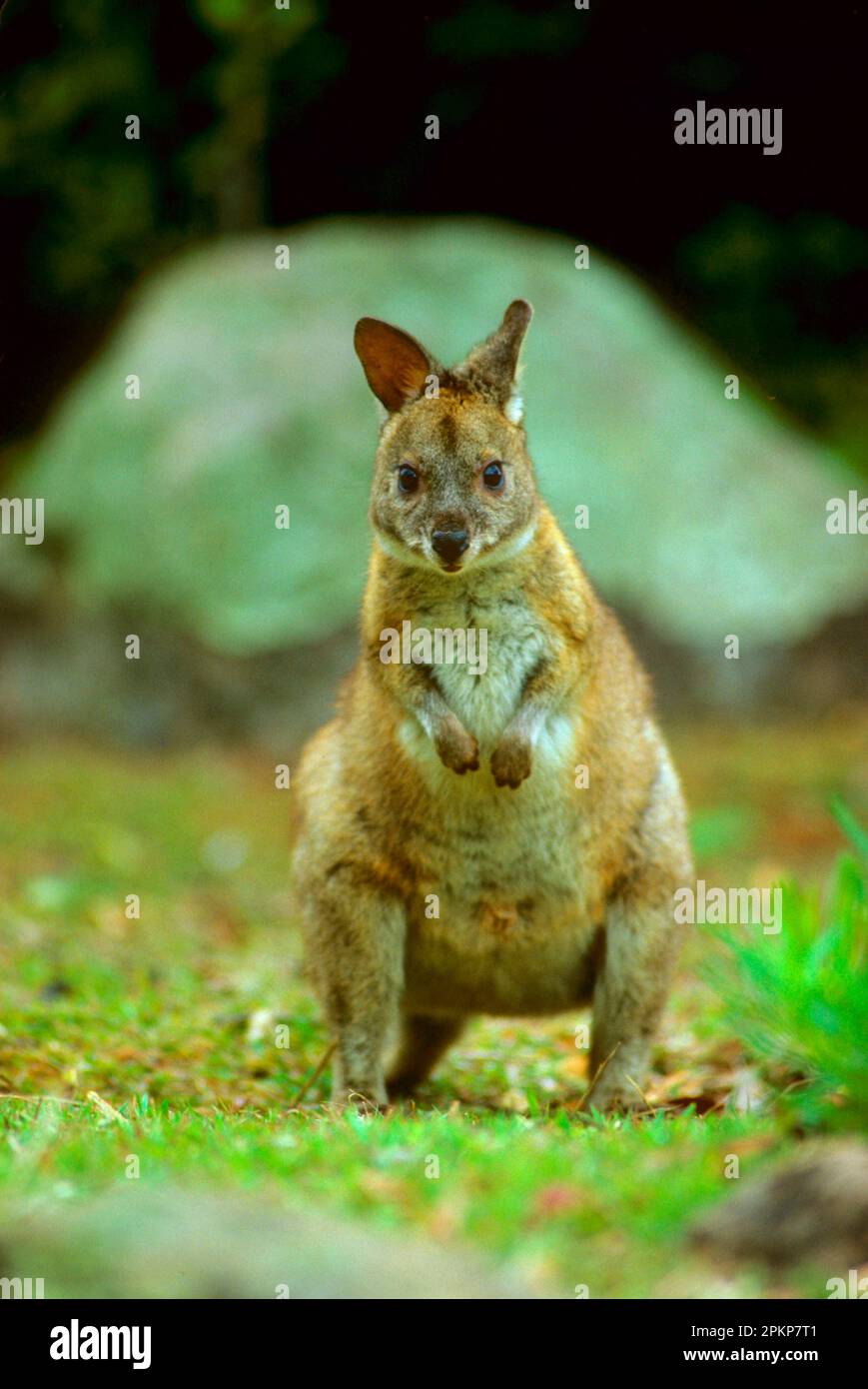 Red-necked red-necked pademelon (Thylogale thetis) front view ...