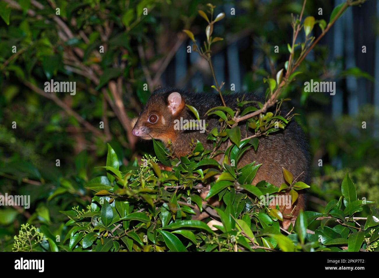 Common ringtail possum (Pseudocheirus peregrinus), Ringtail possum ...