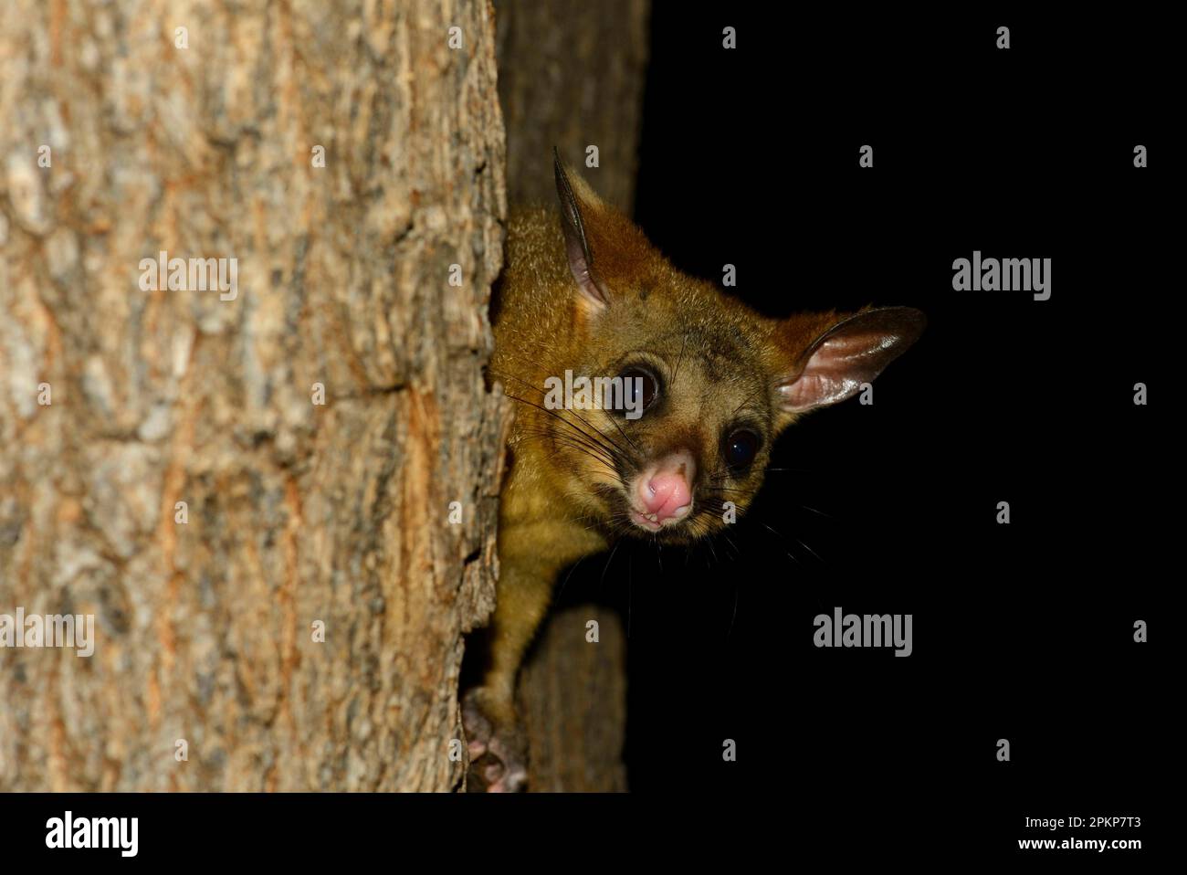 Common Brushtail Possum (Trichosurus vulpecula) adult, in tree at night ...