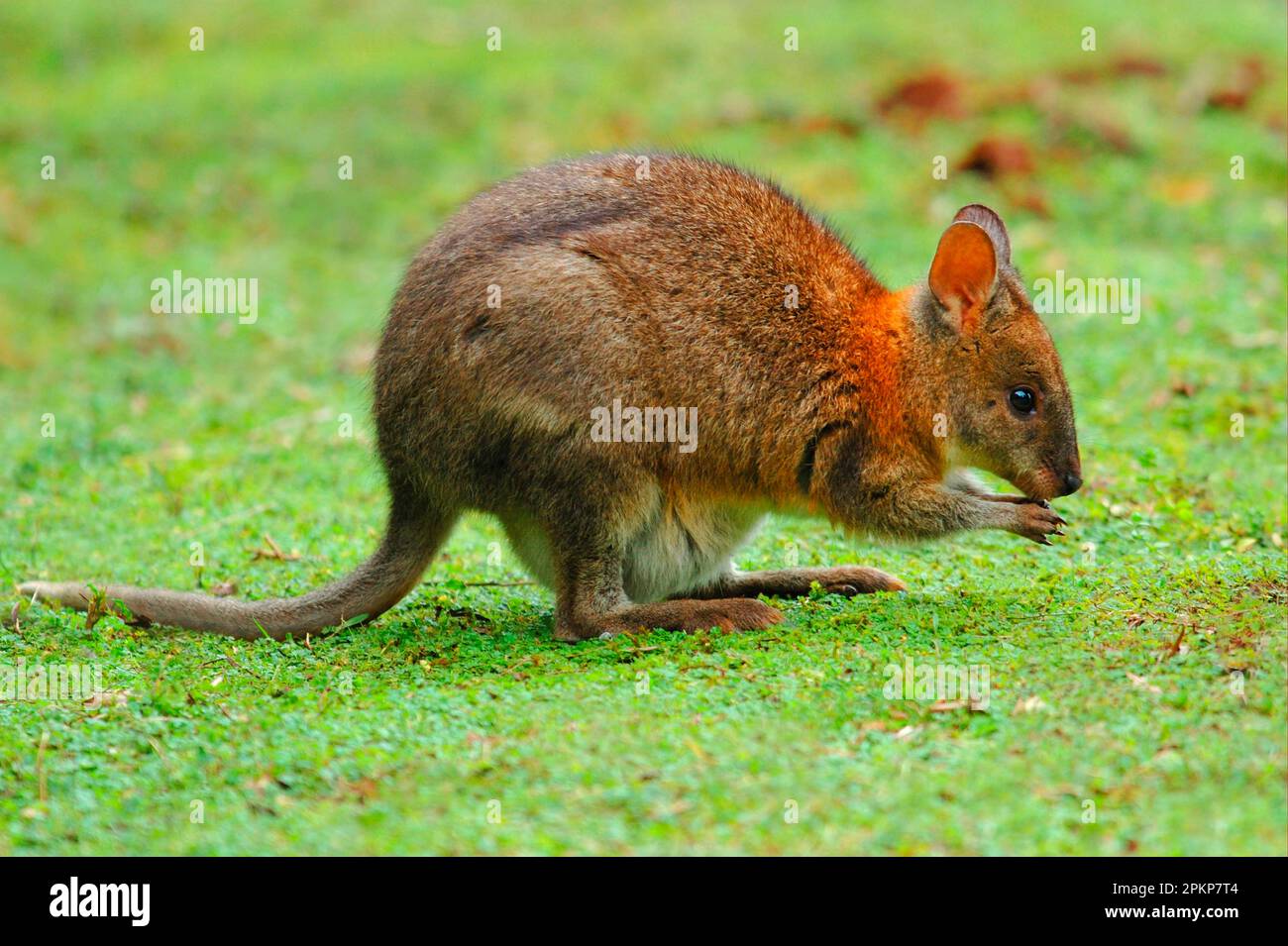 Red-necked Pademelon (Thylogale thetis) adult, feeding in rainforest ...