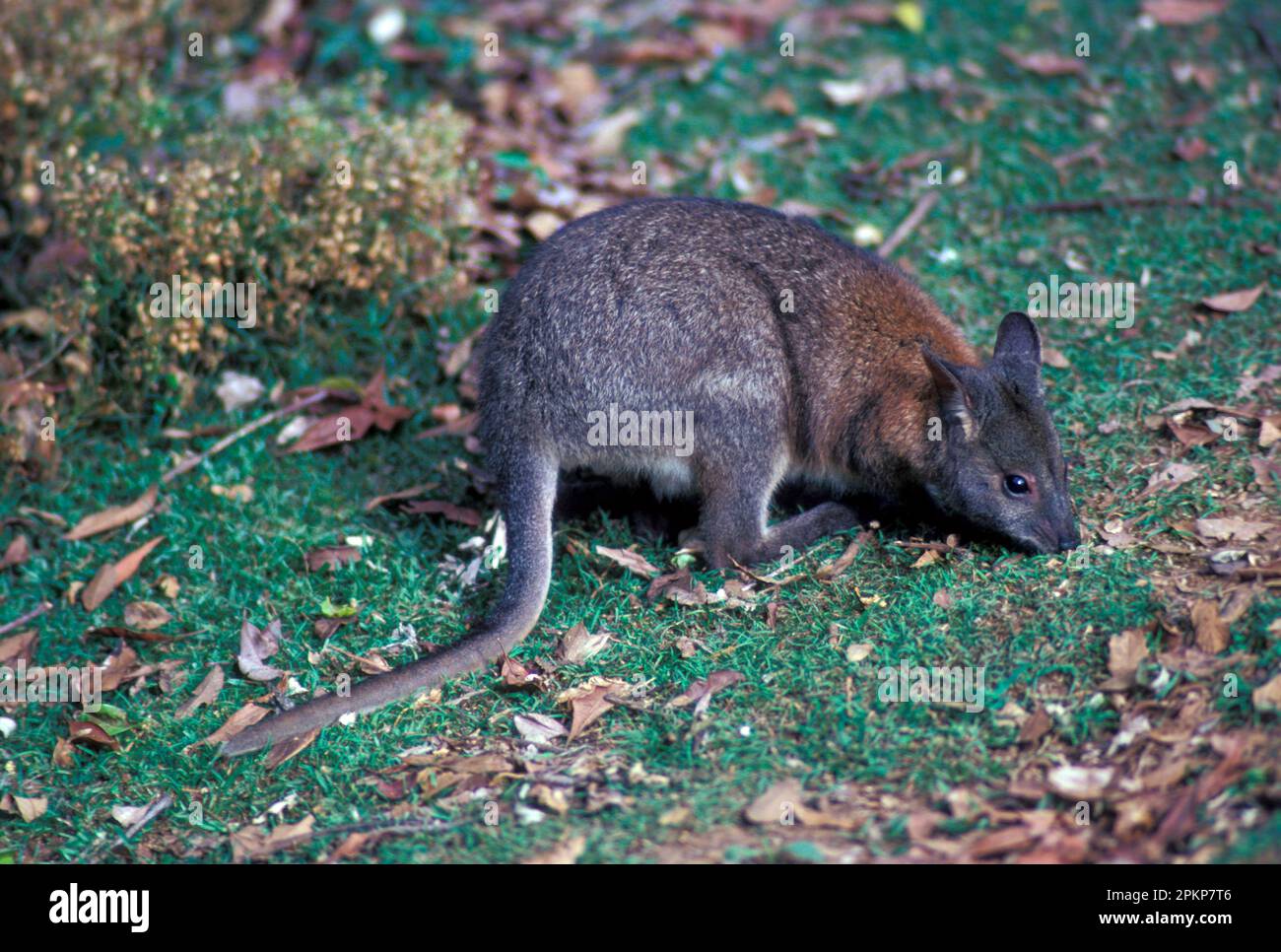 Pademelon feeding hi-res stock photography and images - Alamy