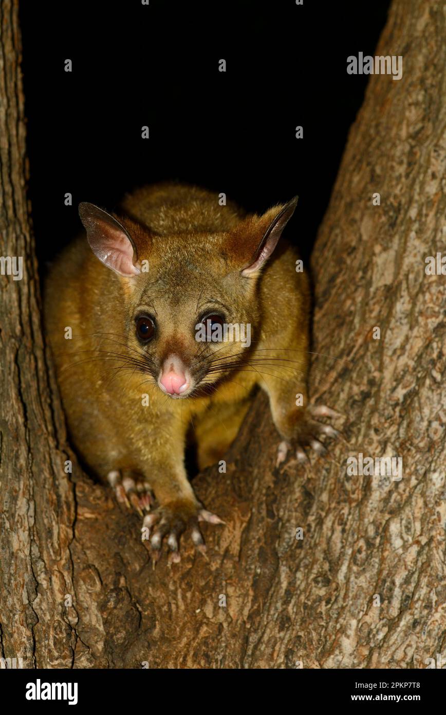Common Brushtail Possum (Trichosurus vulpecula) adult, in tree at night ...