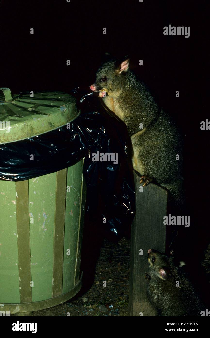 Common common brushtail possum (Trichosurus vulpecula) Two raiding bins ...