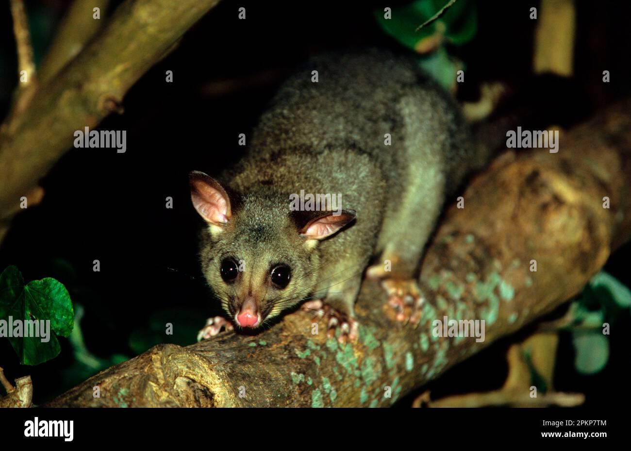 Common common brushtail possum (Trichosurus vulpecula), adult in tree ...