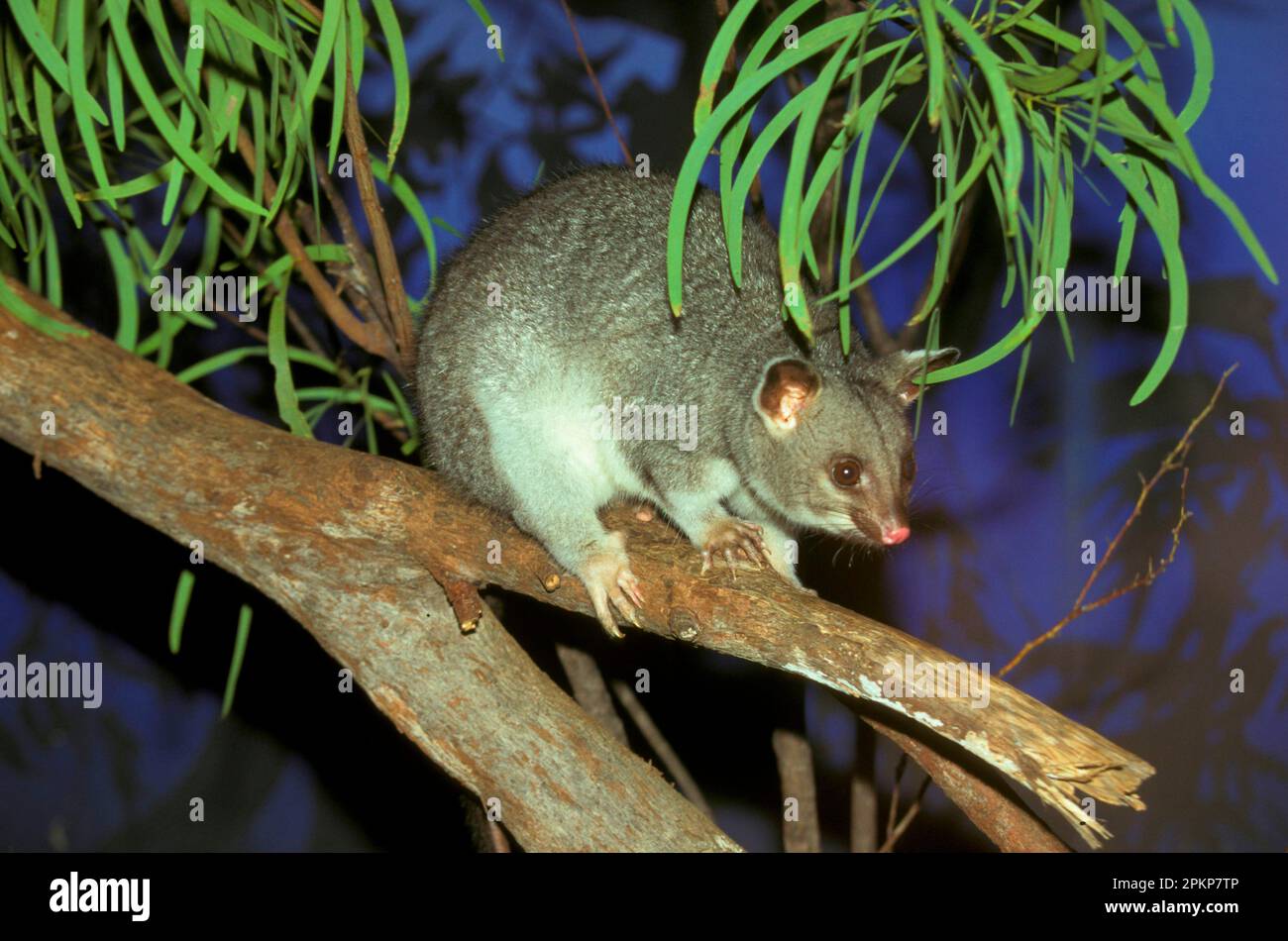 Common common brushtail possum (Trichosurus vulpecula) Northern race (S ...