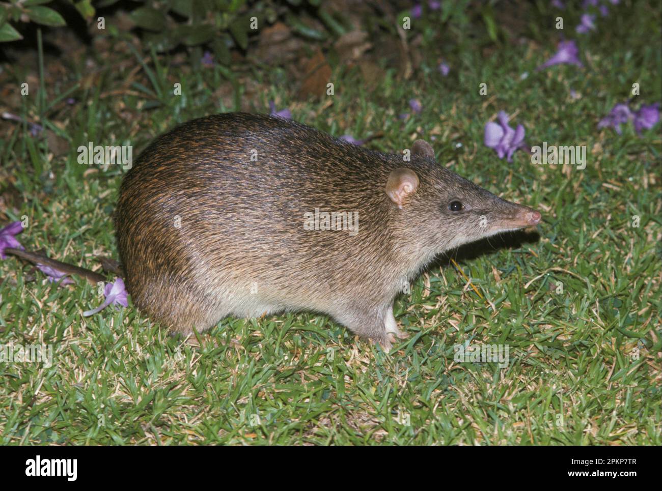 Southern brown bandicoot (Isoodon obesulus), shortnosed booty ...