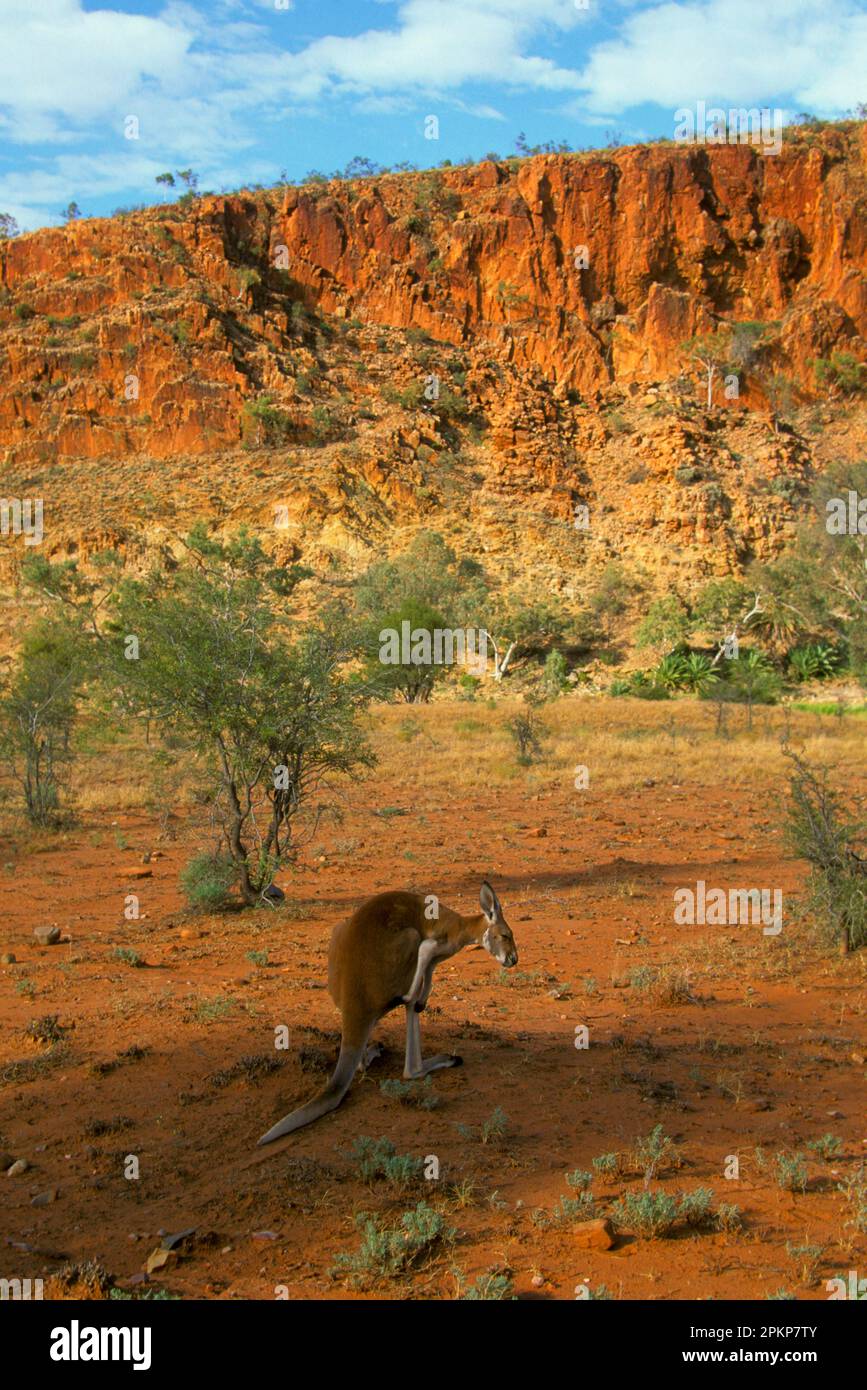 Red kangaroo (Macropus rufus), Red Giant Kangaroo, Red Giant Kangaroos ...