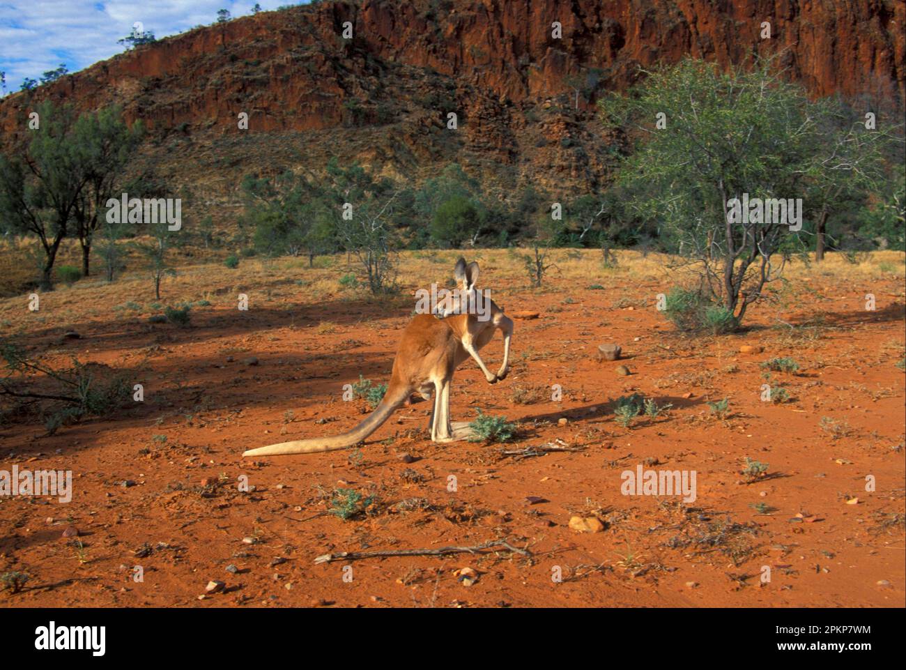 Red kangaroo (Macropus rufus), Red Giant Kangaroo, Red Giant Kangaroos ...