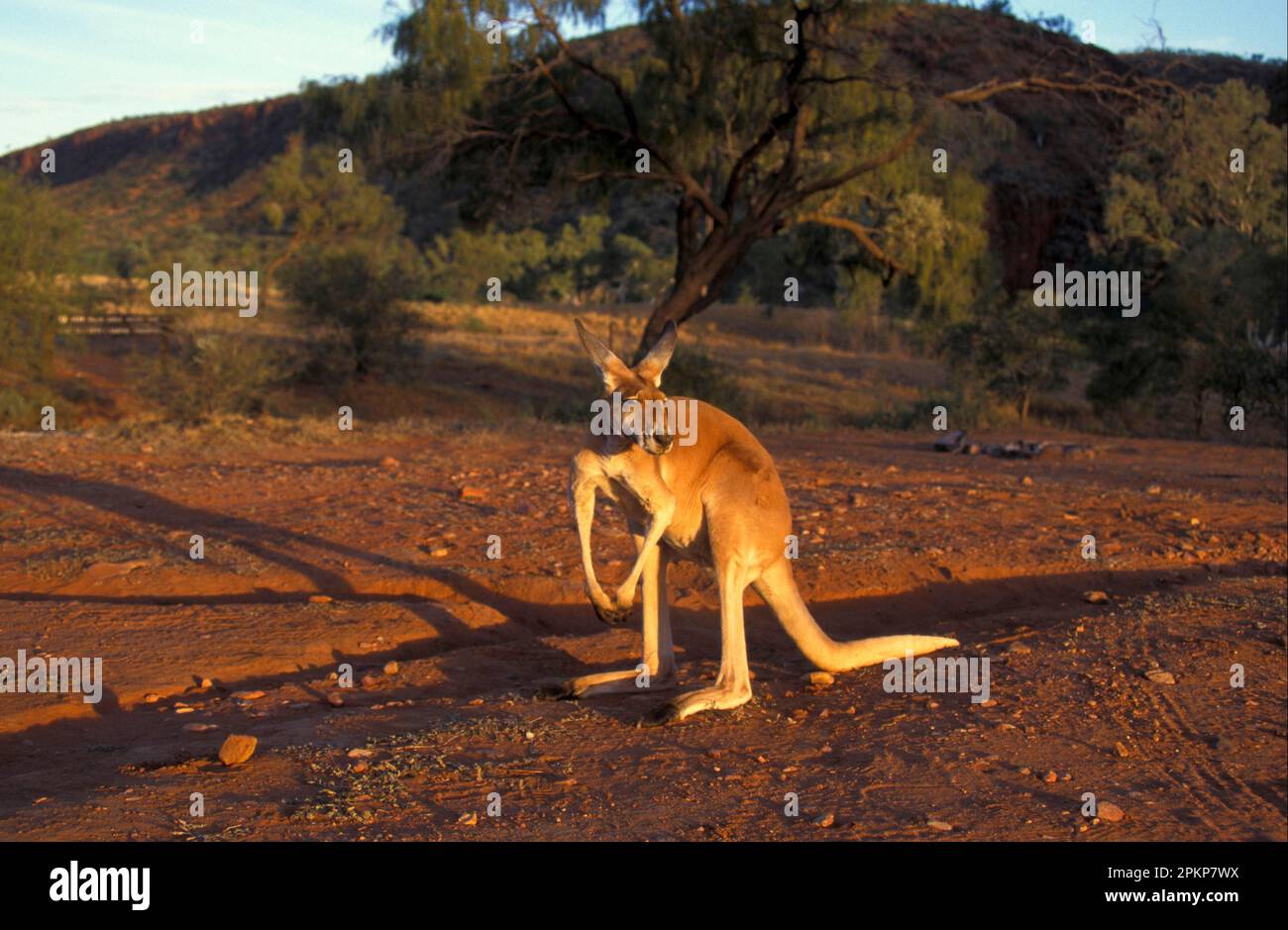 Red kangaroo (Macropus rufus), Red Giant Kangaroo, Red Giant Kangaroos, Red Giant Kangarooua ...