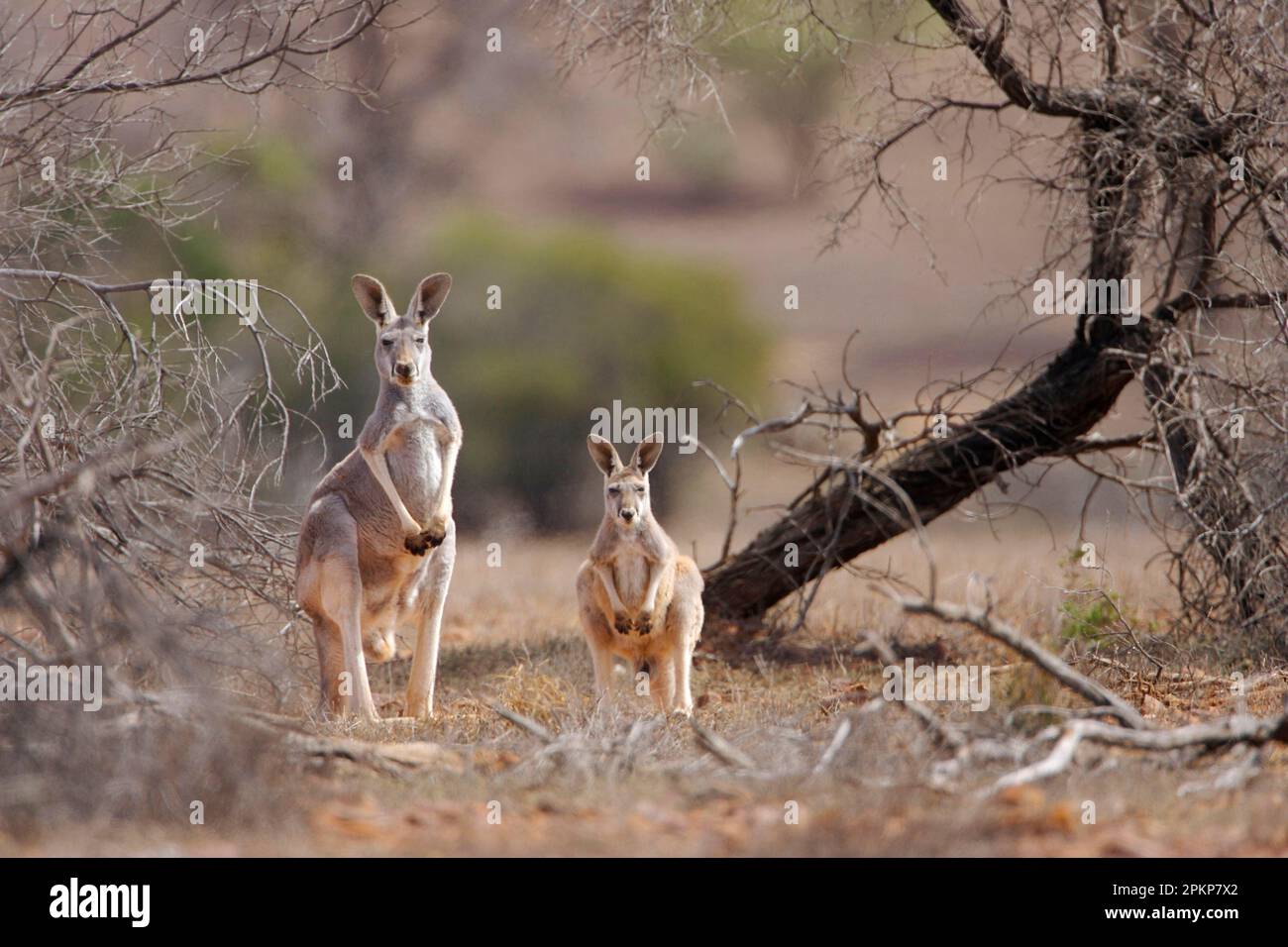 Red kangaroo (Macropus rufus), Red Giant Kangaroo, Red Giant Kangaroos ...