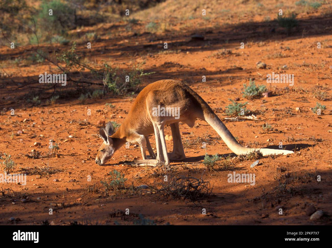 Red kangaroo (Macropus rufus), Red Giant Kangaroo, Red Giant Kangaroos ...
