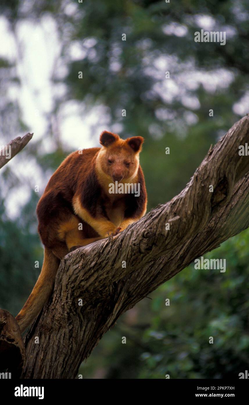 Kangaroo, tree Goodfellow's (Dendrolagus matschiei goodfellowi Stock ...