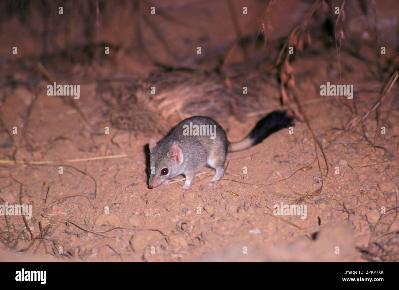 Kowari kowari dasyuroides byrnei hi-res stock photography and images ...