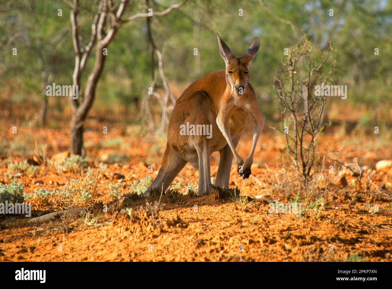 Red kangaroo (Macropus rufus), Red Giant Kangaroo, Red Giant Kangaroos ...
