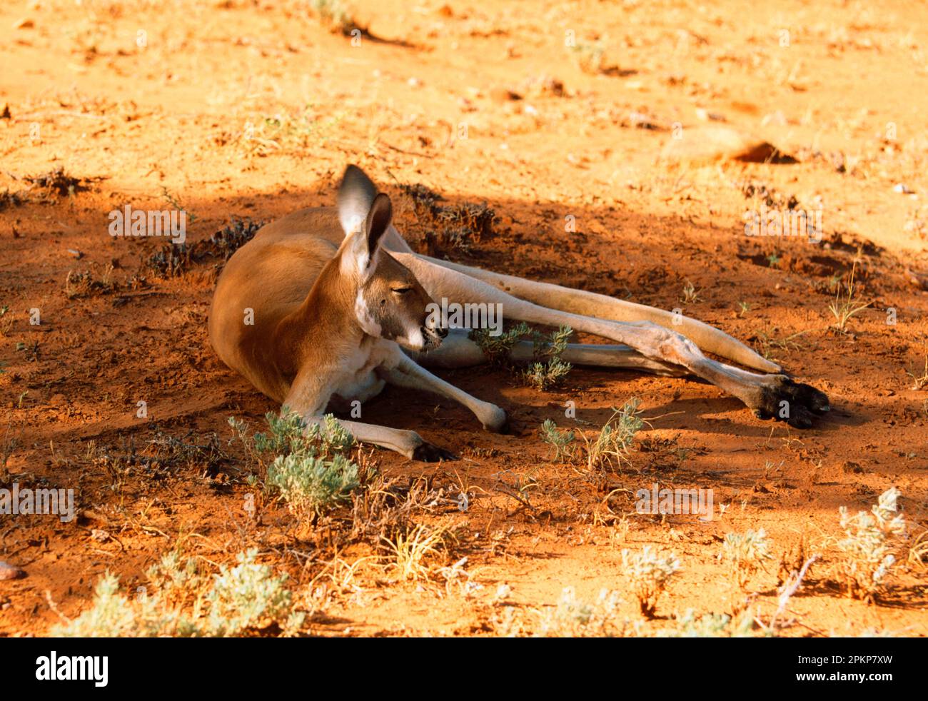 Red kangaroo (Macropus rufus), Red Giant Kangaroo, Red Giant Kangaroos ...