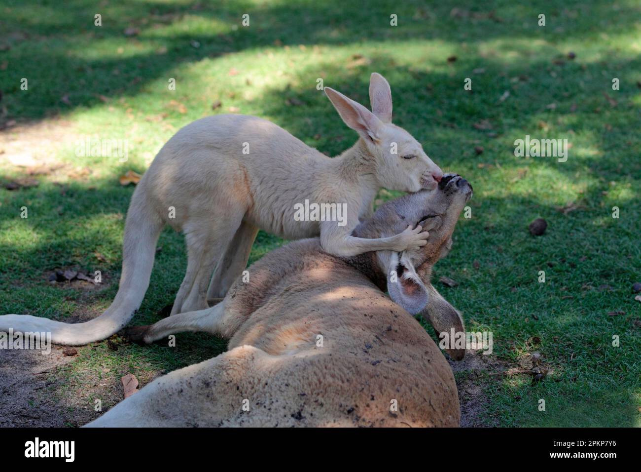 Red kangaroo (Macropus rufus), Red Giant Kangaroo, Red Giant Kangaroos, Red Giant Kangarooua ...