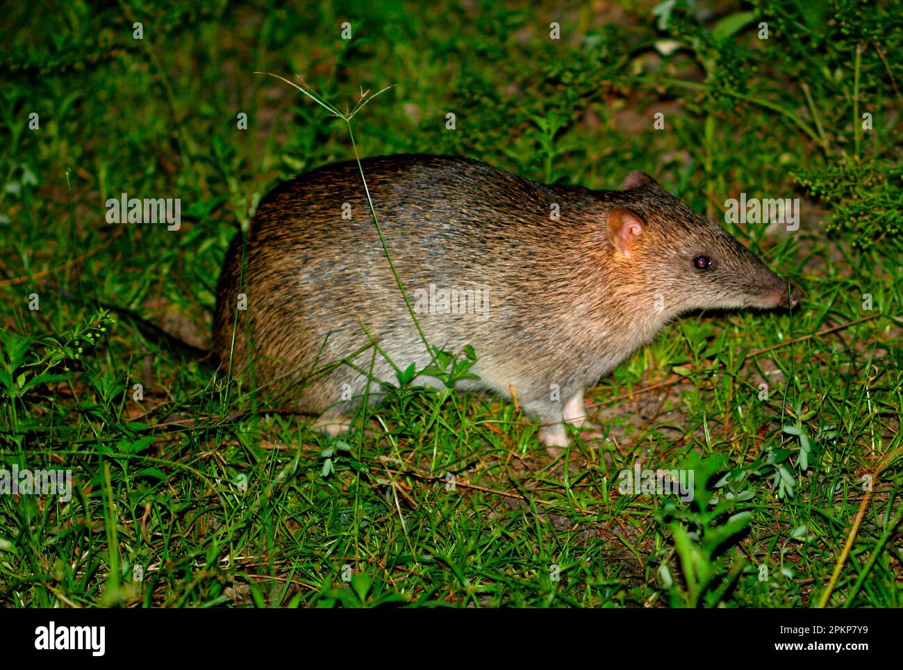 Northern brown northern brown bandicoot (Isoodon macrourus) adult in ...