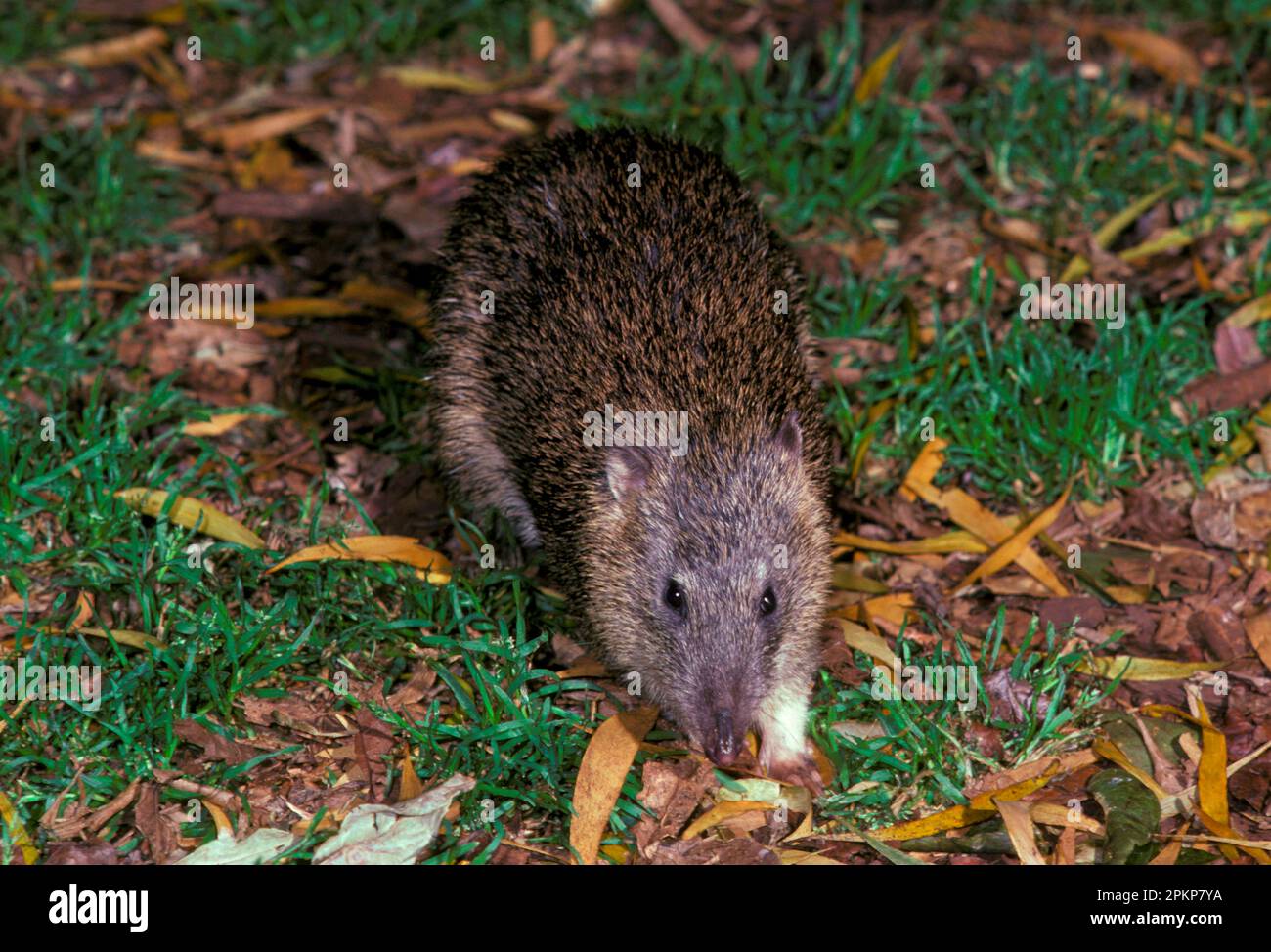 Northern brown bandicoot (Isoodon macrourus), bandicoot, marsupials ...