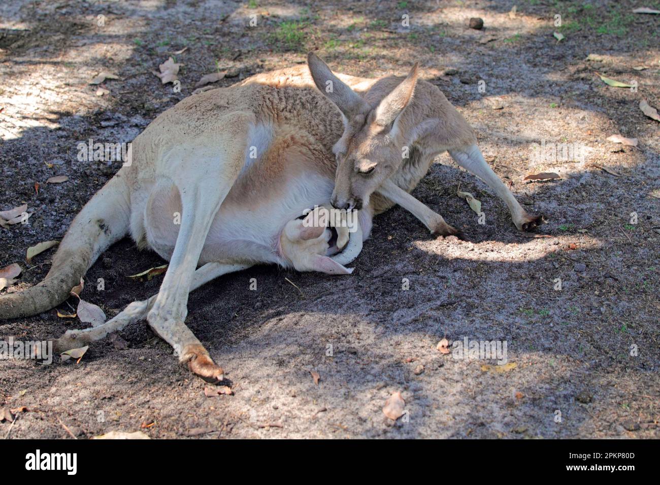 Red kangaroo (Macropus rufus), Red Giant Kangaroo, Red Giant Kangaroos, Red Giant Kangarooua ...