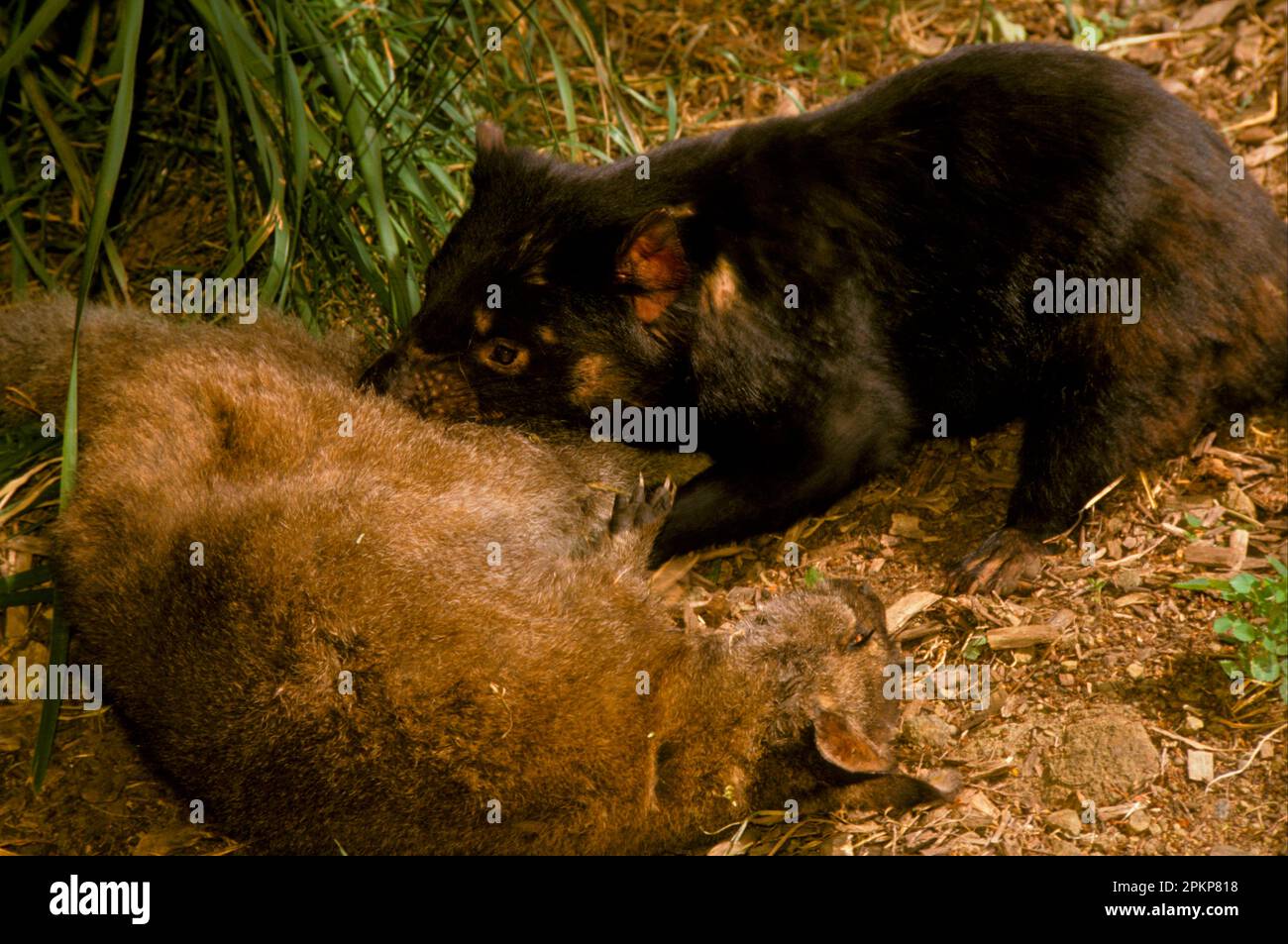 Tasmanian devil, Tasmanian devils (Sarcophilus harrisii), marsupials, animals, Tasmanian devil ...