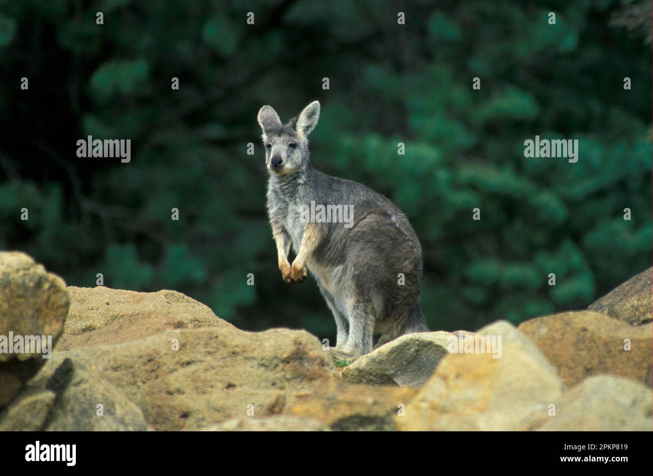 Common wallaroos (Macropus robustus), Mountain kangaroos, Wallaroos ...