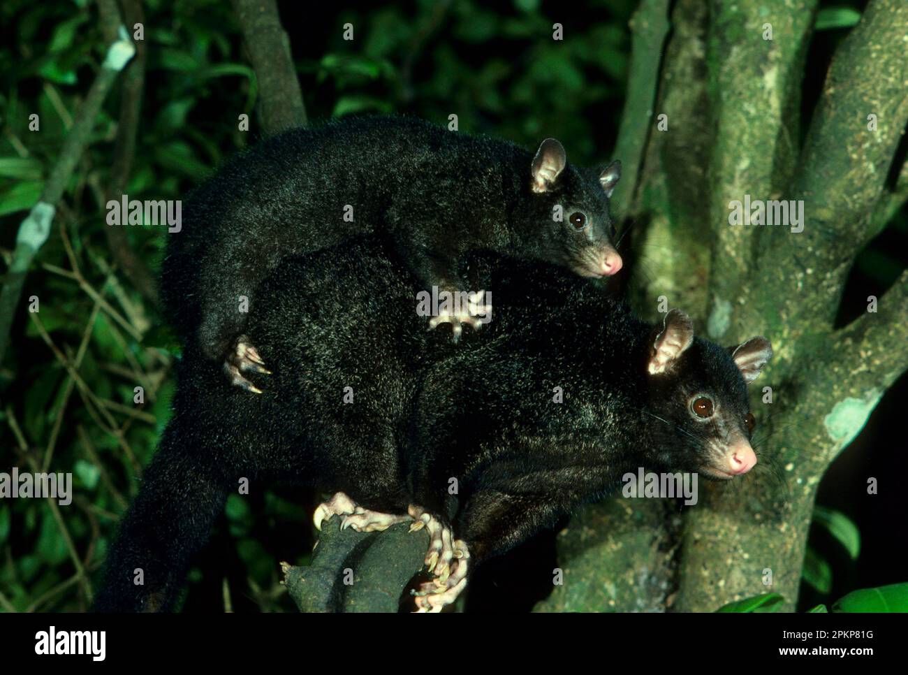 Short-eared possum (Trichosurus caninus) Brown form female with young ...