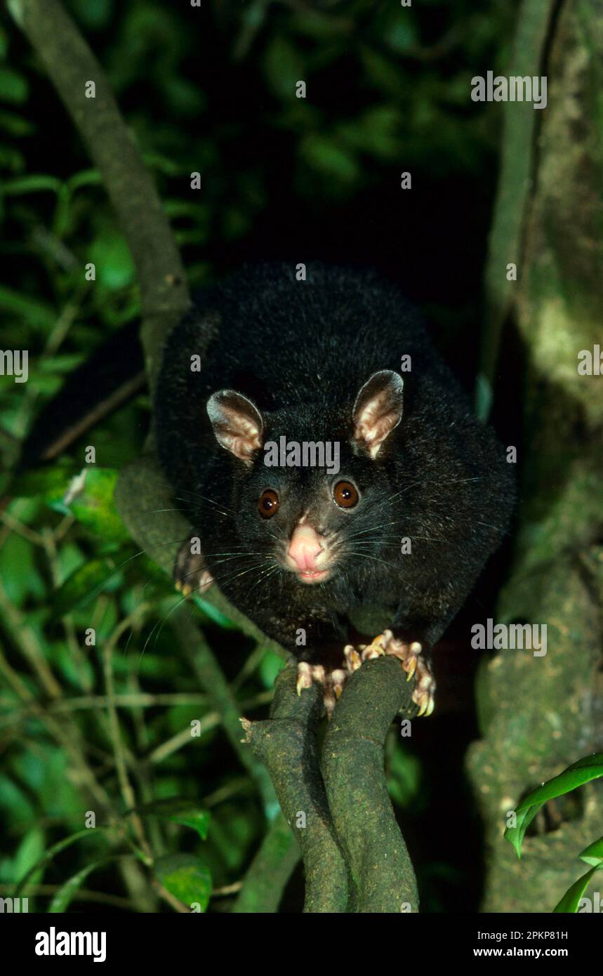 Short-eared possum (Trichosurus caninus) close-up, on branch, front ...