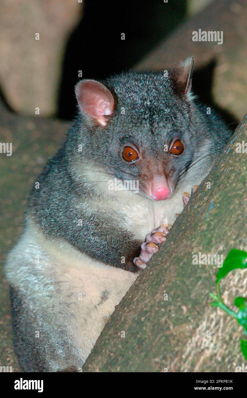 Short eared possum hi-res stock photography and images - Alamy