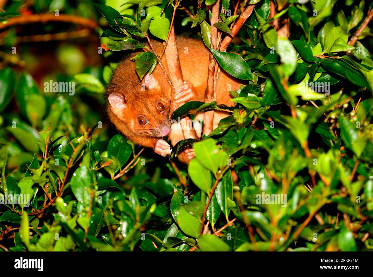 Mountain Brushtail Possum (Trichosurus caninus) reddish form, adult, in ...