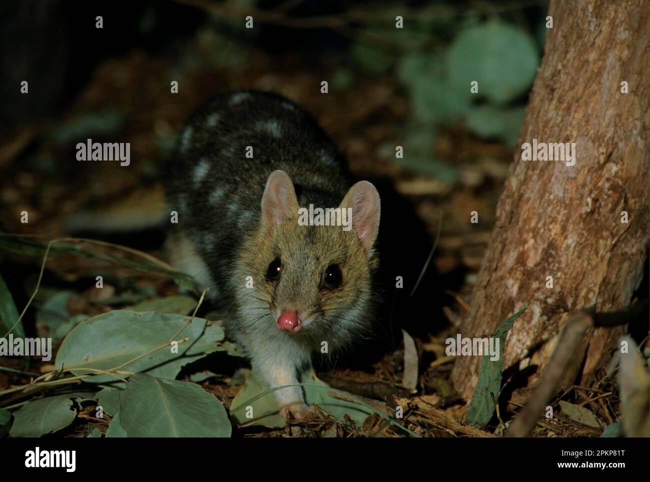 Pygmy pouch marten, Northern pouch marten, northern quoll (Dasyurus ...