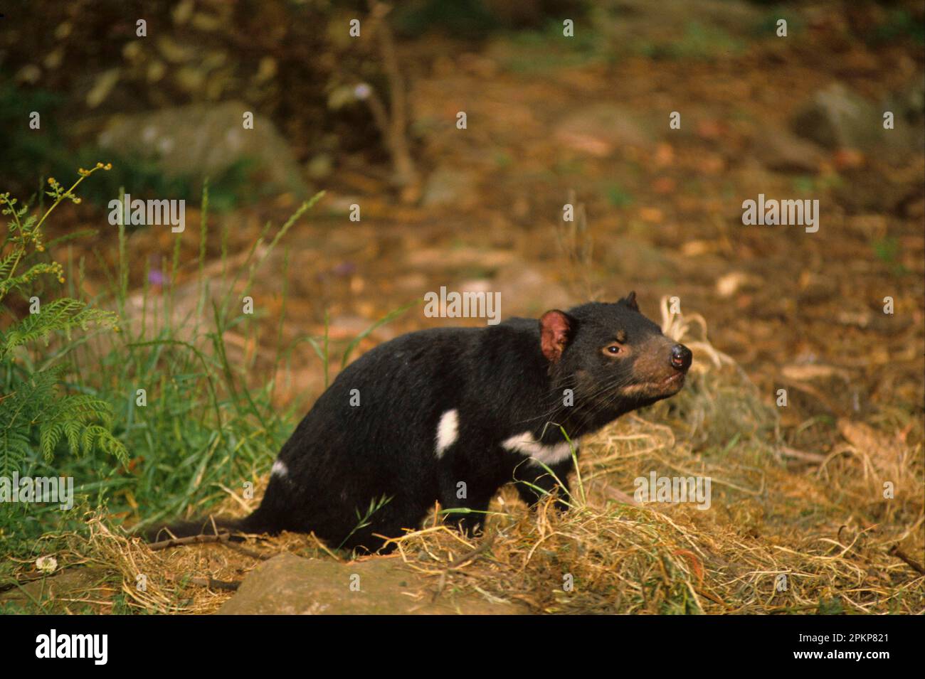 Tasmanian devil, Tasmanian devils (Sarcophilus harrisii), marsupials, animals, Tasmanian Devil ...