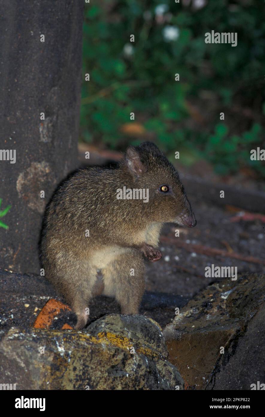 Potoroo tasmania hi-res stock photography and images - Alamy
