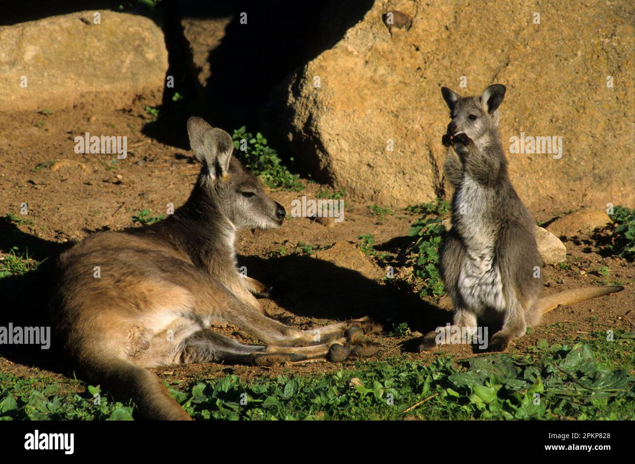 Common wallaroos (Macropus robustus), Mountain Kangaroos, Wallaroos ...