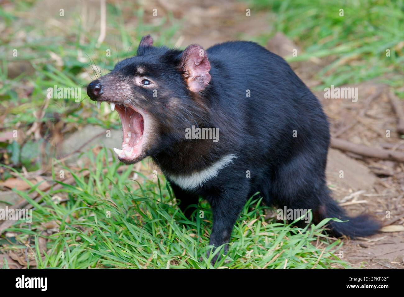Tasmanian devil, Tasmanian devils (Sarcophilus harrisii), marsupials, animals, Tasmanian devil ...