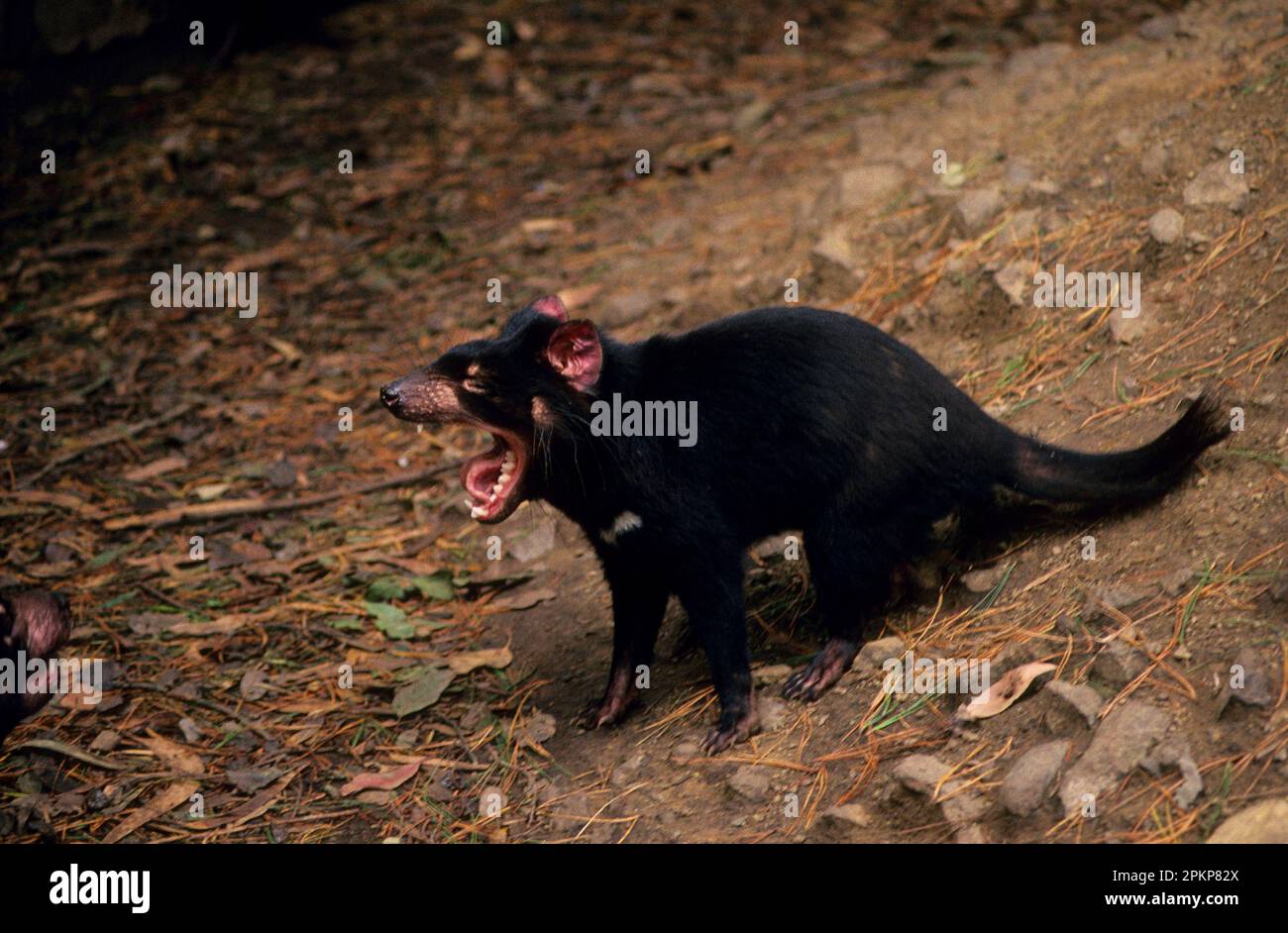 Tasmanian devil, Tasmanian devils (Sarcophilus harrisii), marsupials ...