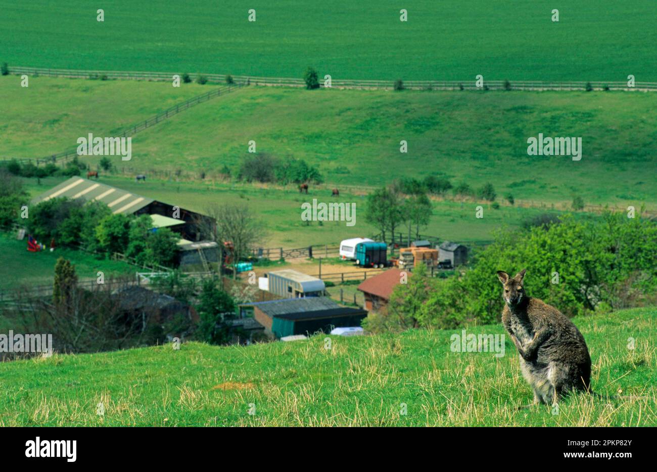 Red-necked Wallaby (Macropus rufogriseus) adult, escapee living wild ...