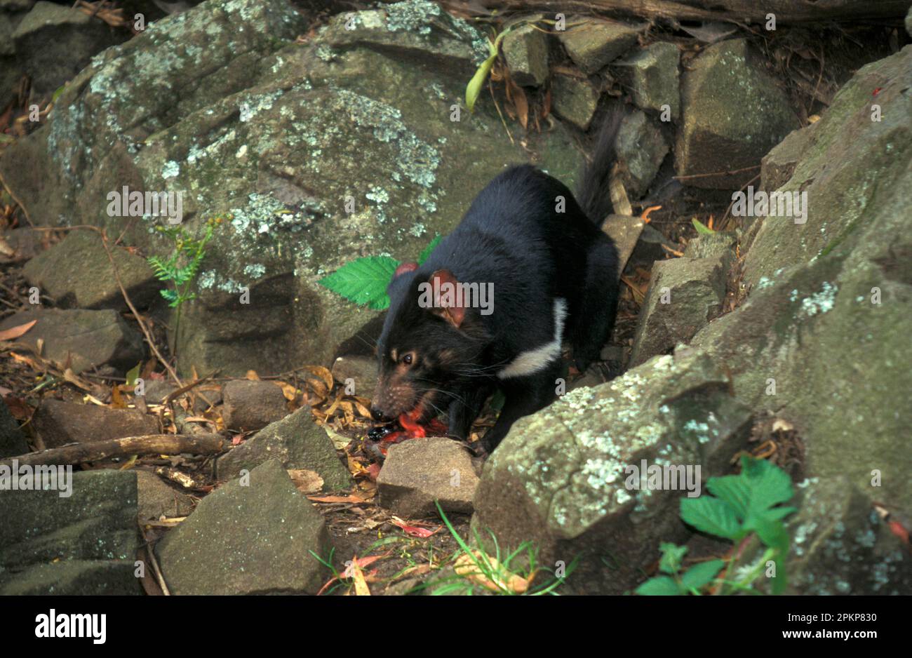 Tasmanian devil, Tasmanian Devils (Sarcophilus harrisii), Marsupials ...