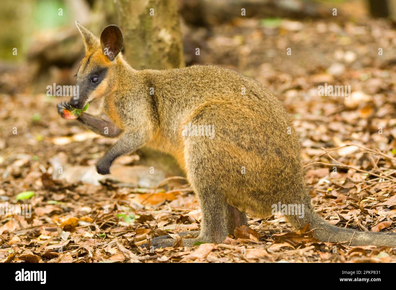 Schoenwallaby hi-res stock photography and images - Alamy