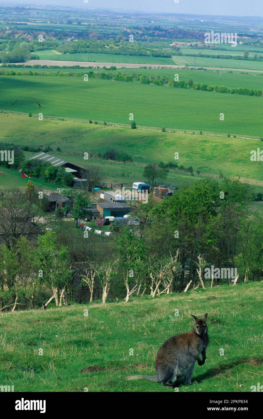Red-necked Wallaby (Macropus rufogriseus) adult, escapee living wild ...