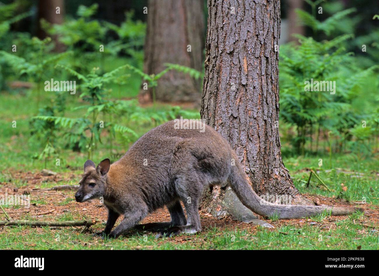 Red-necked Wallaby (Macropus rufogriseus) adult, introduced species, in ...
